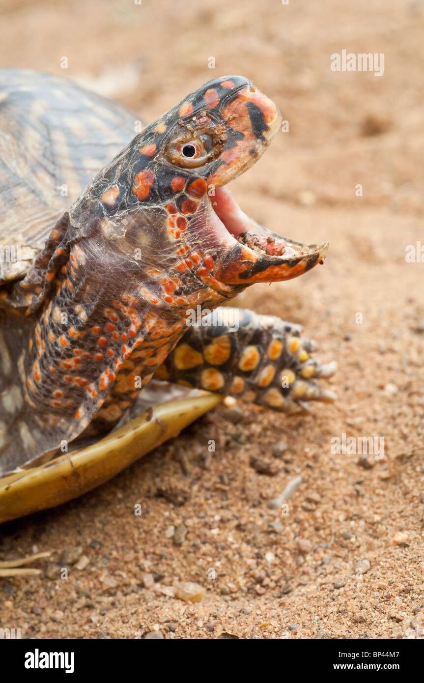 3-toed (three toed) box turtle, Terrapene carolina triunguis, native to ...
