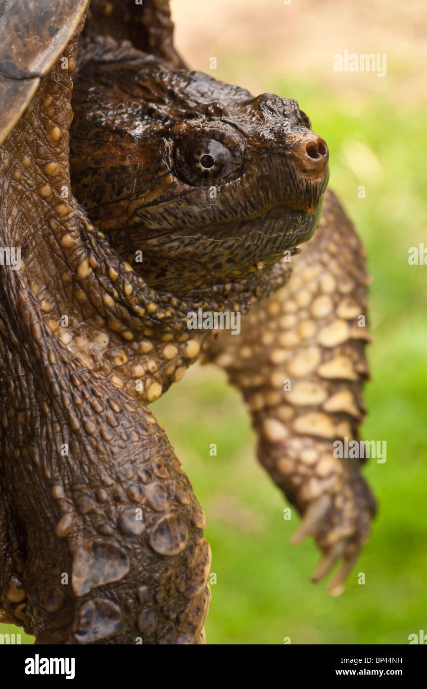 Common snapping turtle, Chelydra serpentina, freshwater turtle native ...