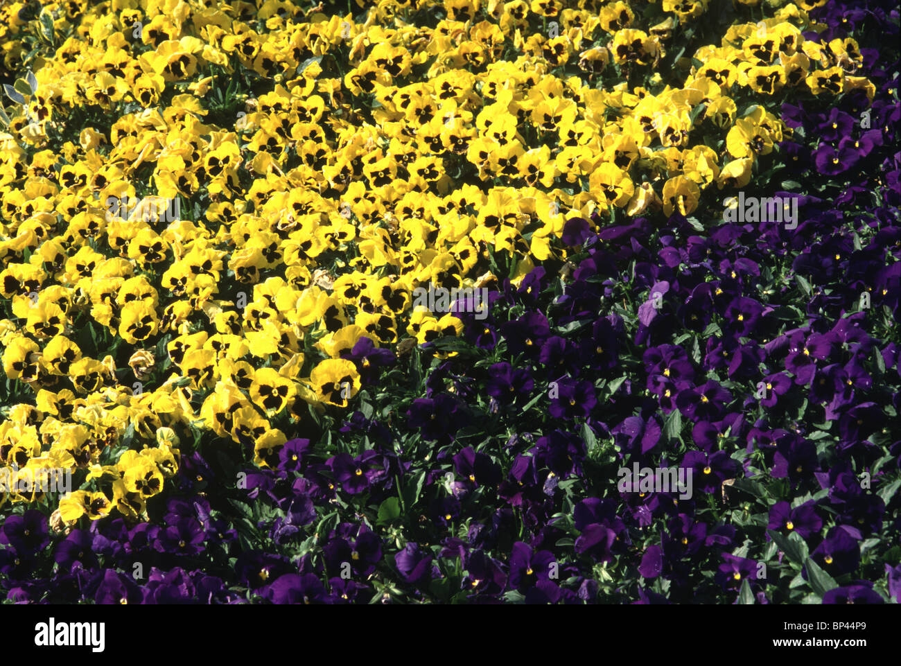flowers in opposition Stock Photo - Alamy
