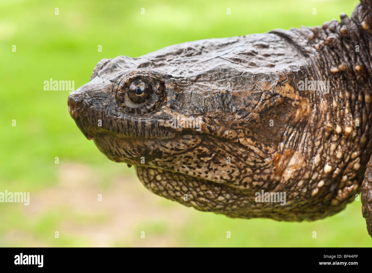Common snapping turtle, Chelydra serpentina, freshwater turtle native ...