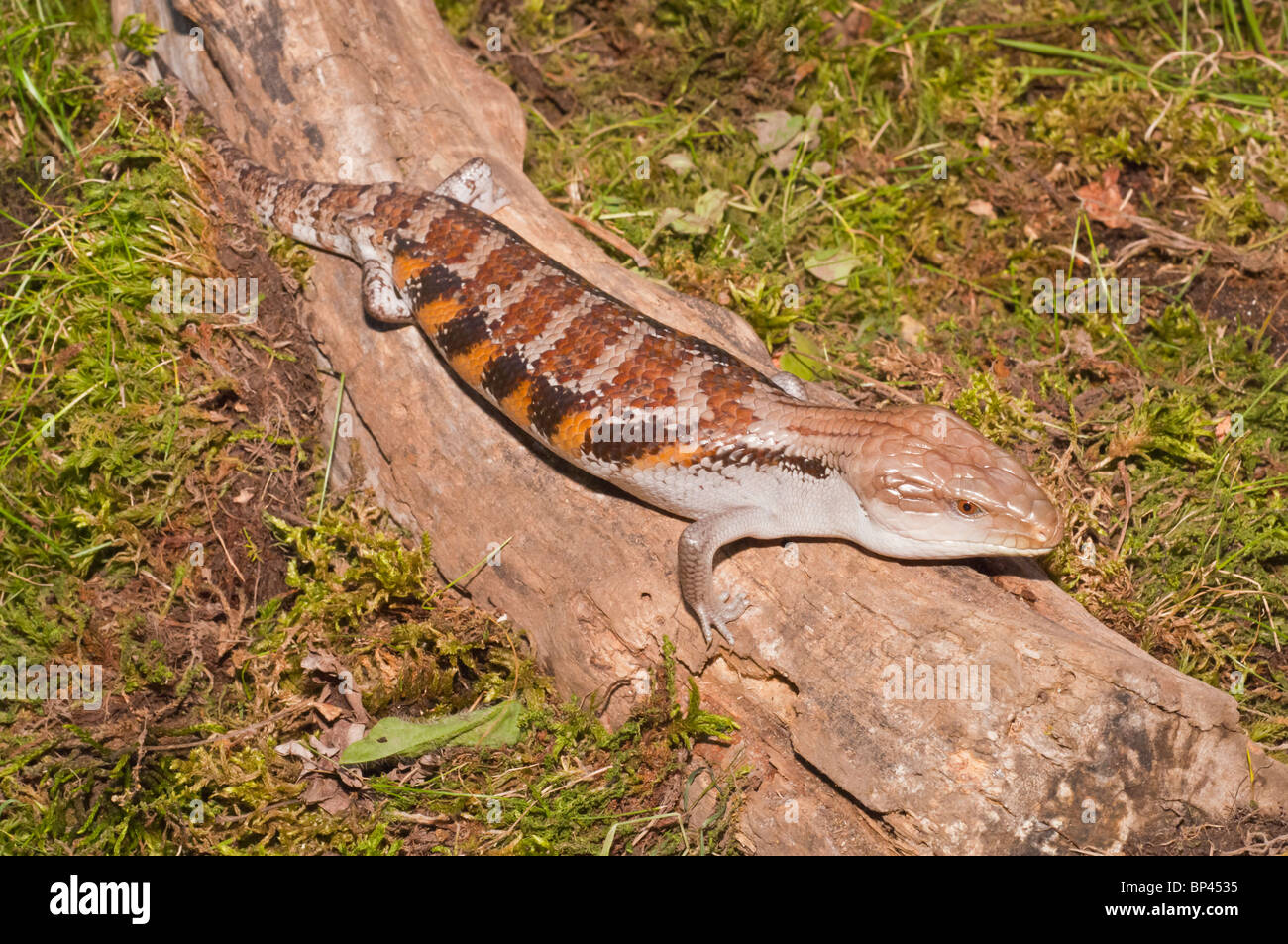 Native skink hi-res stock photography and images - Alamy