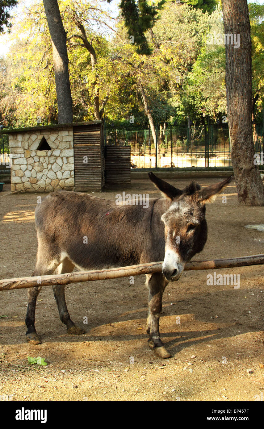 Zoo greece hi-res stock photography and images - Alamy