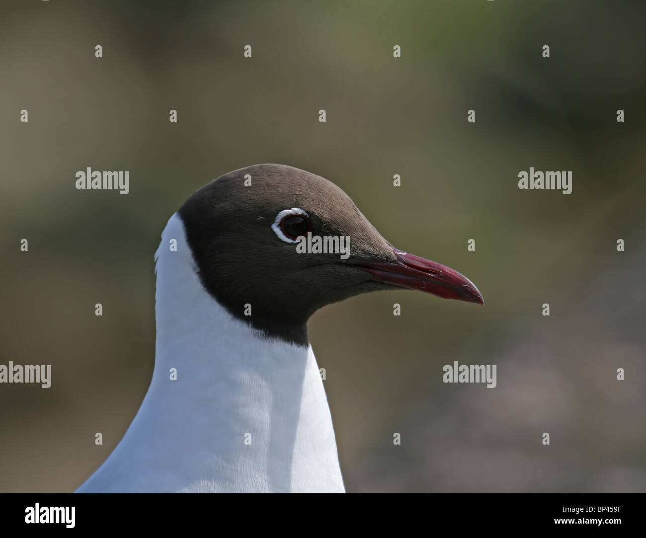 Black head gull northumberland hi-res stock photography and images - Alamy