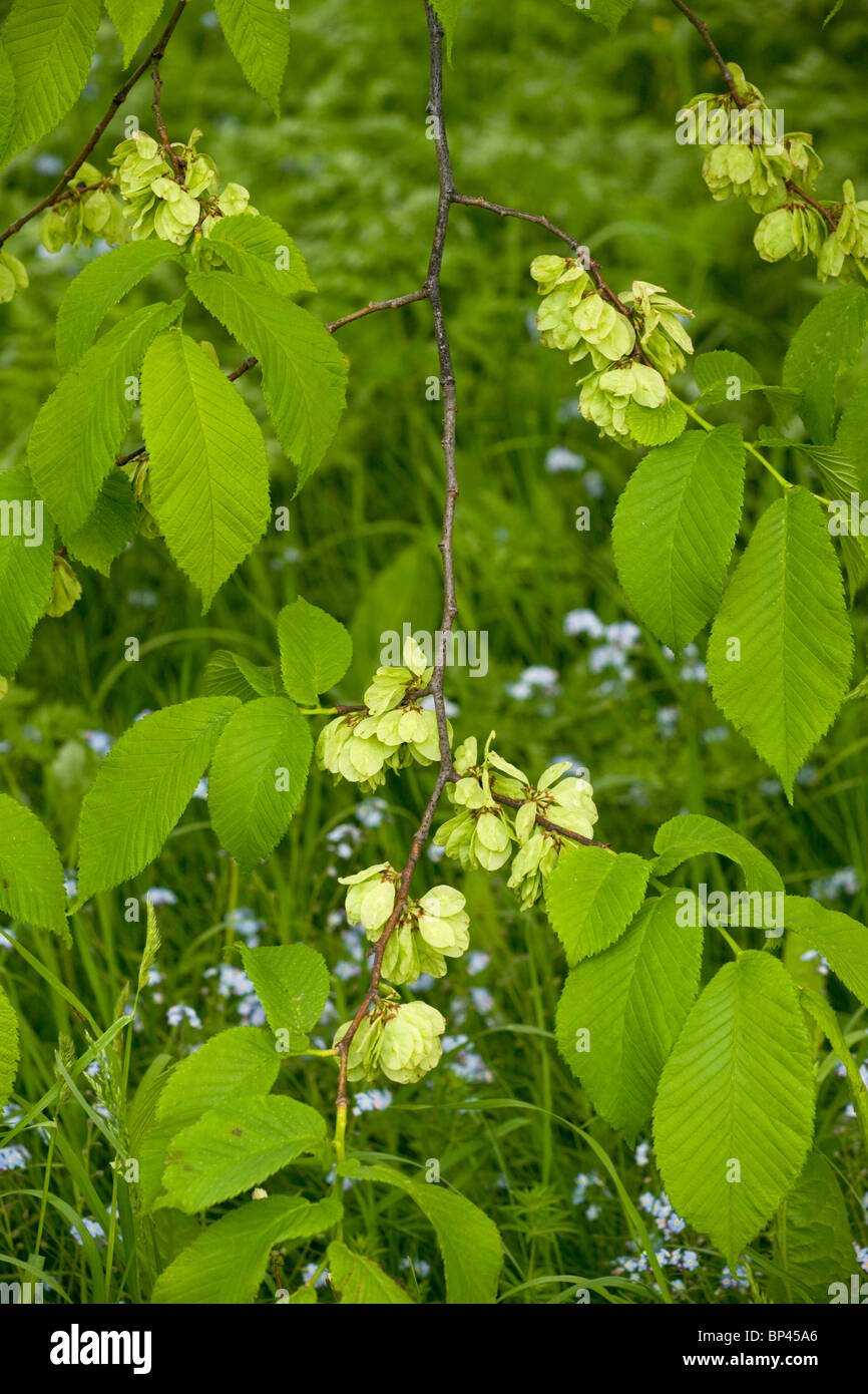 Wych elm ulmus glabra in hi-res stock photography and images - Alamy