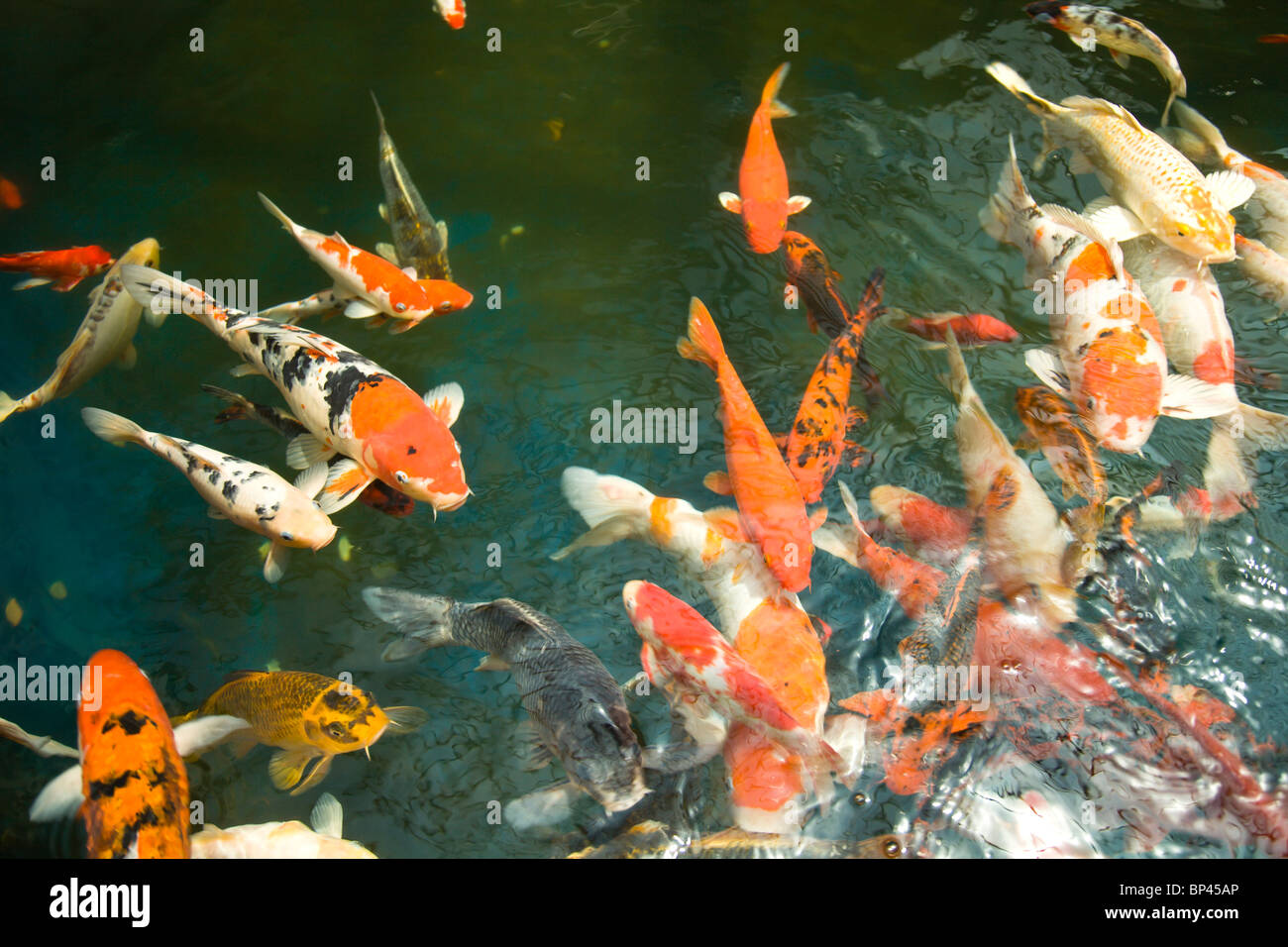 Ornament Koi or Common Carp , Shopping Mall Pond, Malacca, Historic ...