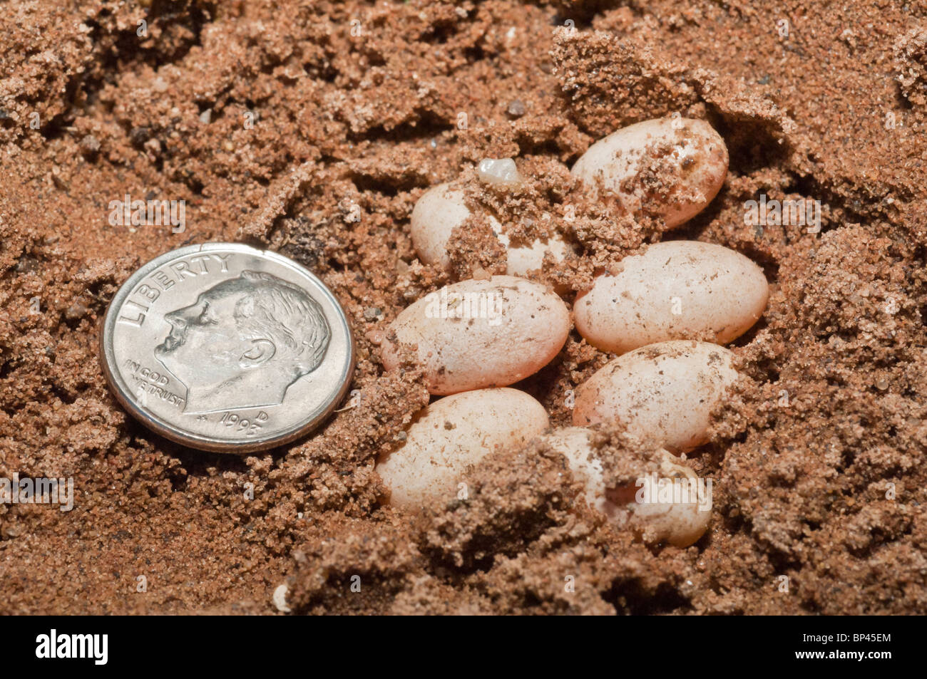 Prairie skink eggs, Eumeces septentrionalis, native to central North ...