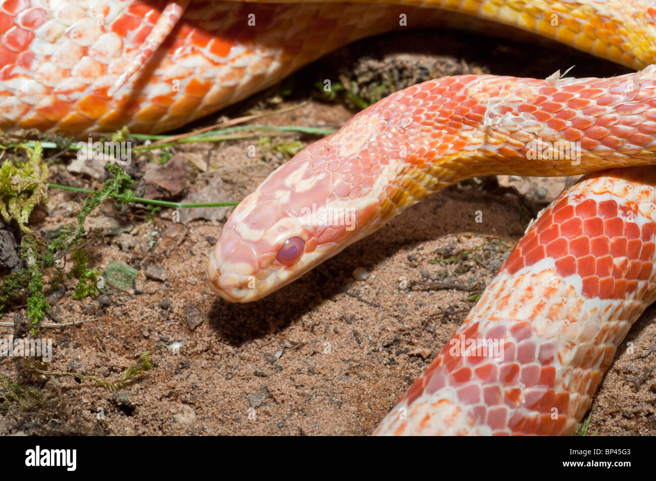 Female corn snake, red rat snake, Pantherophis guttatus, native to ...