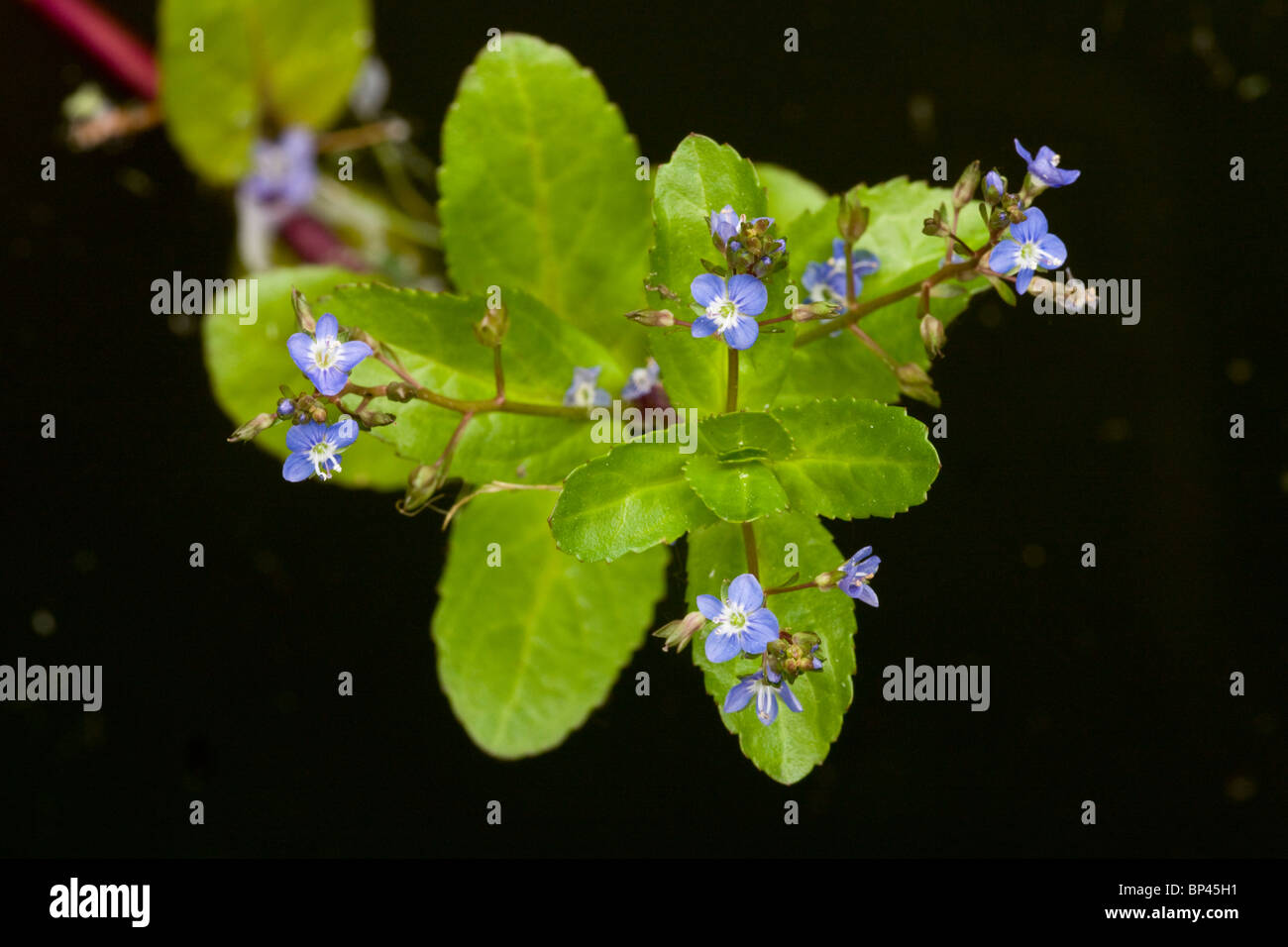 Brooklime, Veronica beccabunga, in flower; by pond Stock Photo - Alamy