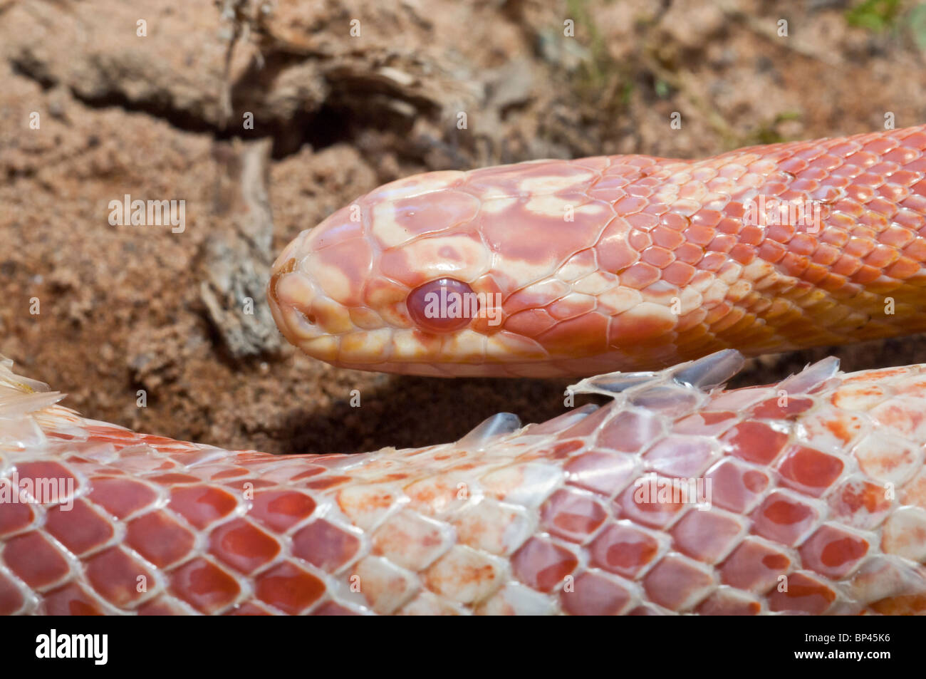 Female corn snake, red rat snake, Pantherophis guttatus, native to ...