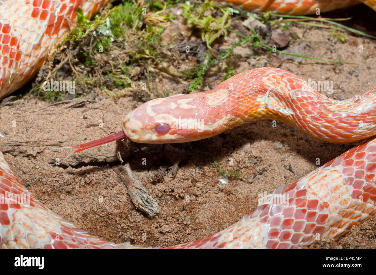 Female corn snake, red rat snake, Pantherophis guttatus, native to ...