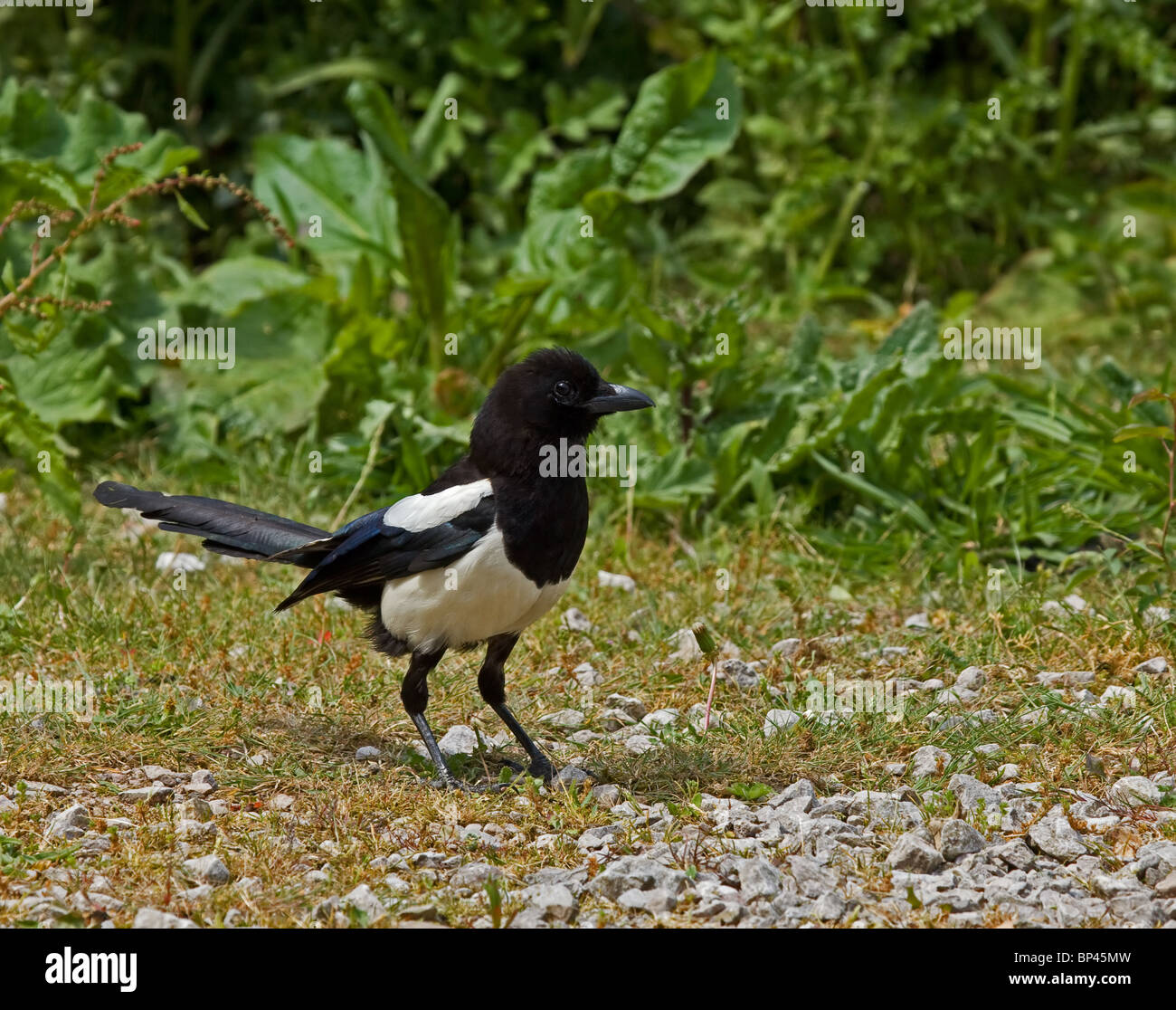 Magpie at Castle Hill Stock Photo - Alamy