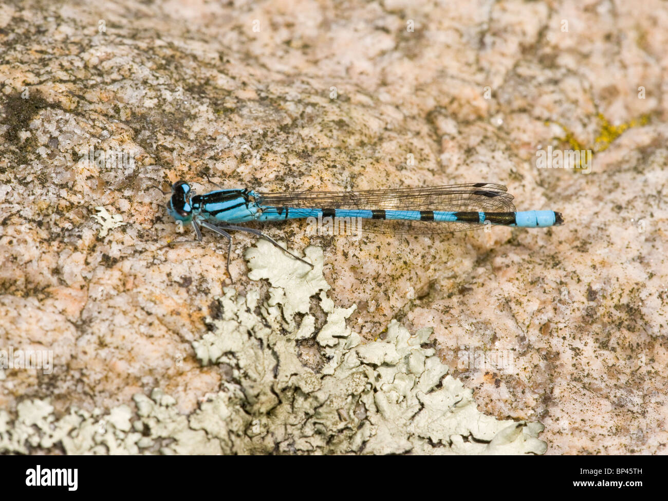 Bluet hi-res stock photography and images - Alamy