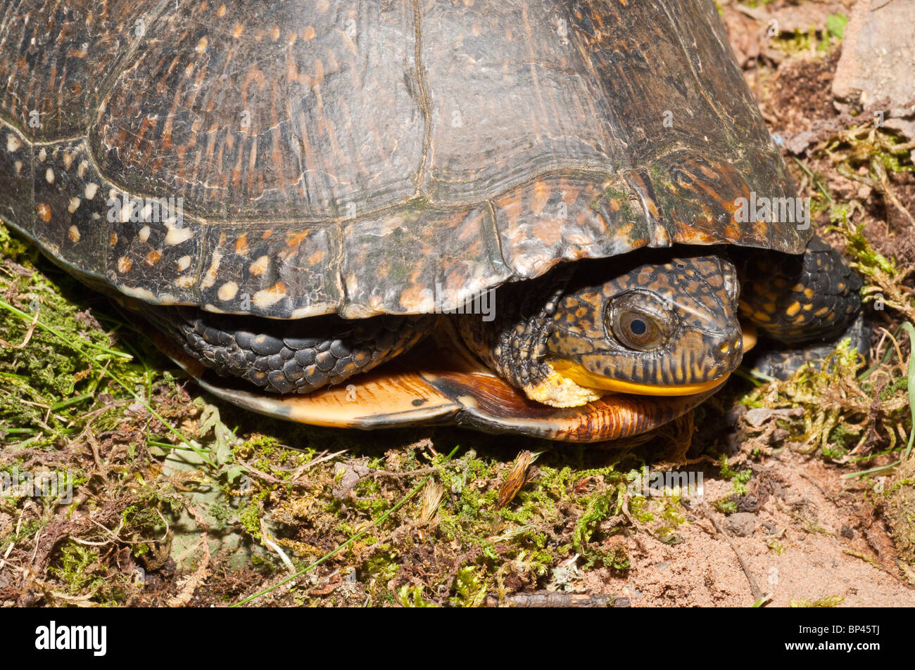 Blanding's turtle, Emydoidea blandingii, native to the Great Lakes of ...