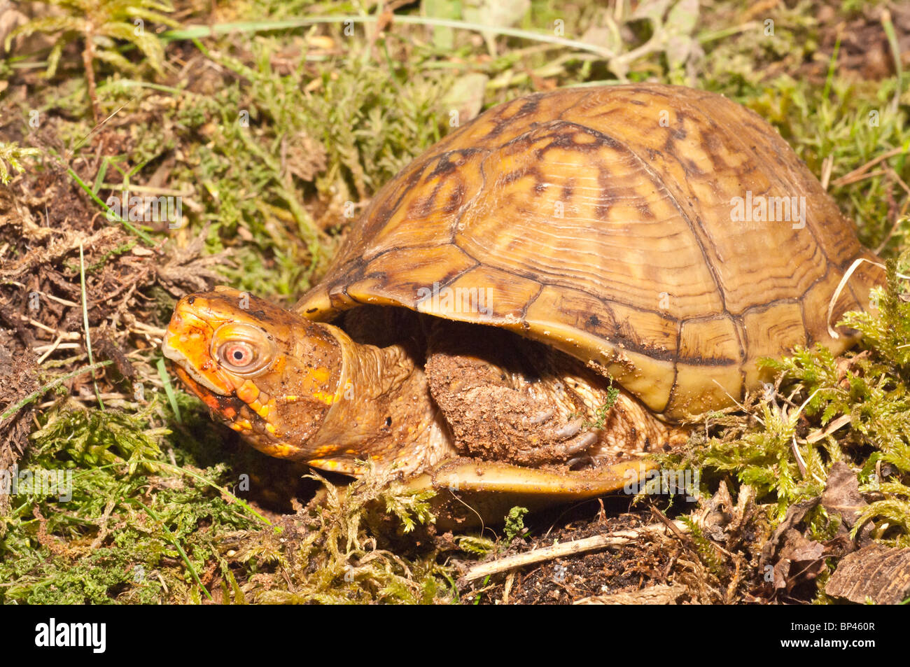 3-toed (three toed) box turtle, Terrapene carolina triunguis, native to ...