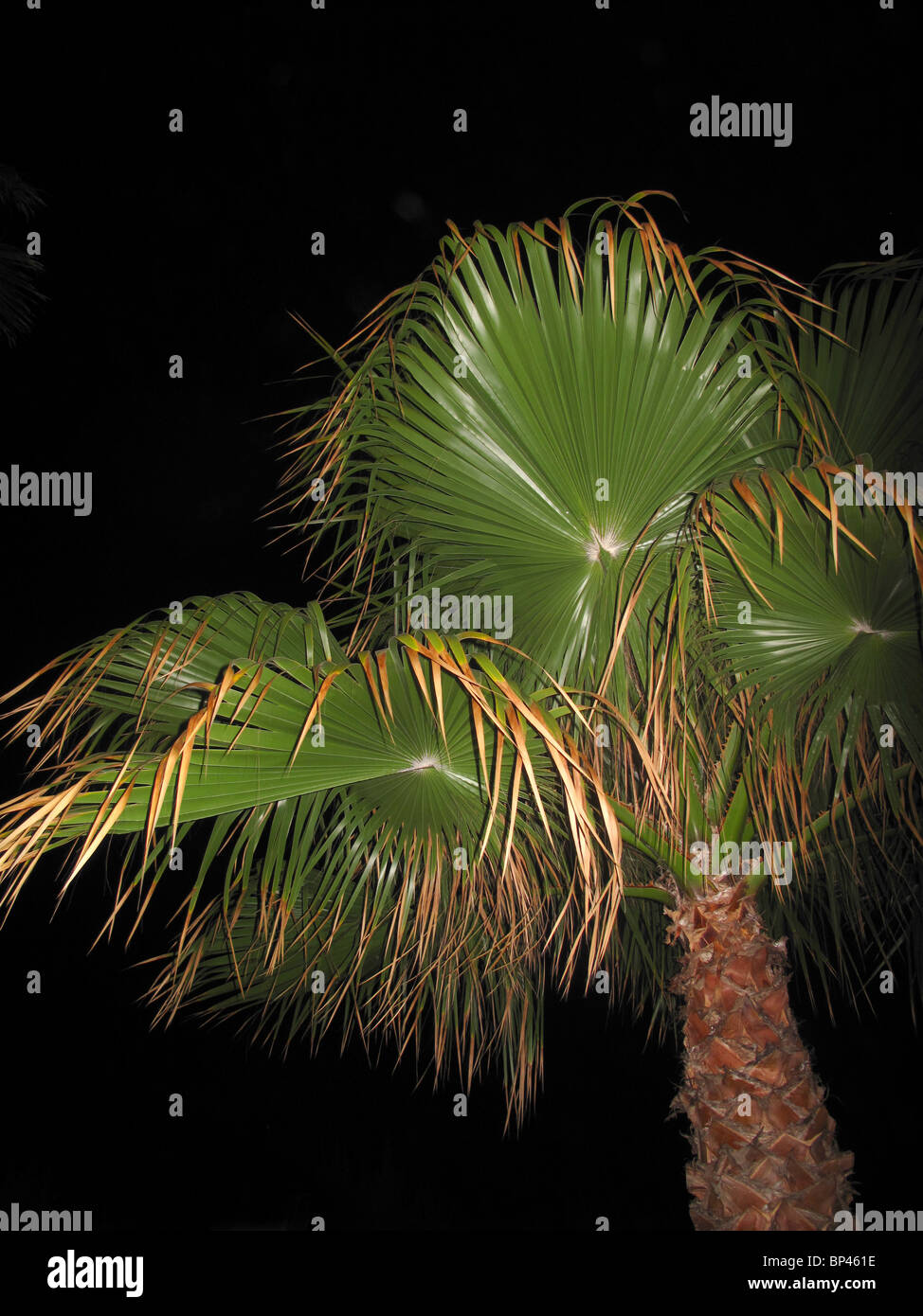 Palm tree fronds at night Stock Photo - Alamy