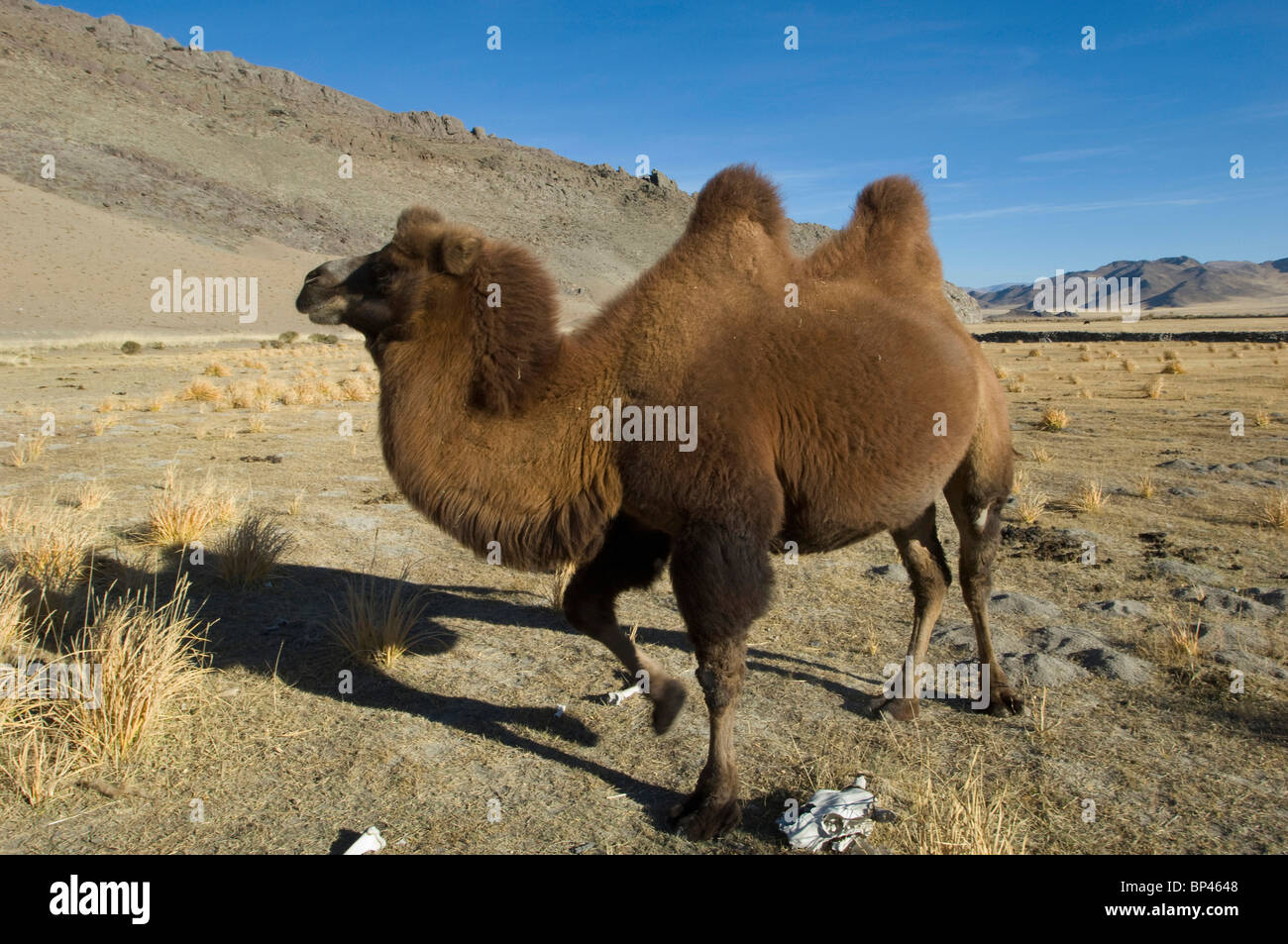 Double humped bactrian camel Stock Photo - Alamy