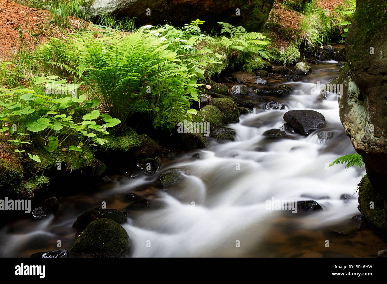 Tree fern stream in hi-res stock photography and images - Alamy