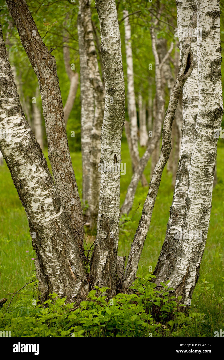 Coppiced Downy Birch trunks in Laelatu Wooded Meadow, Puhtu-Laelatu ...
