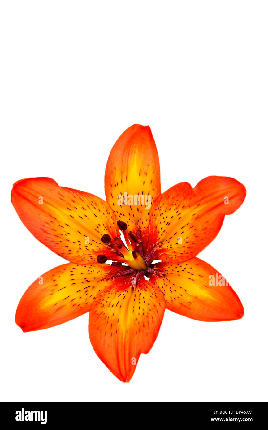 red lilly bloom isolated on white background Stock Photo - Alamy
