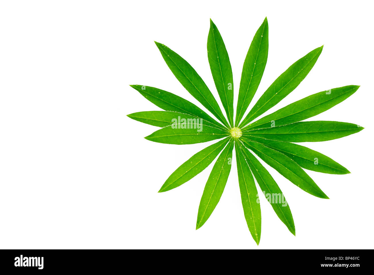 isolated green lupine leaf on white background Stock Photo - Alamy