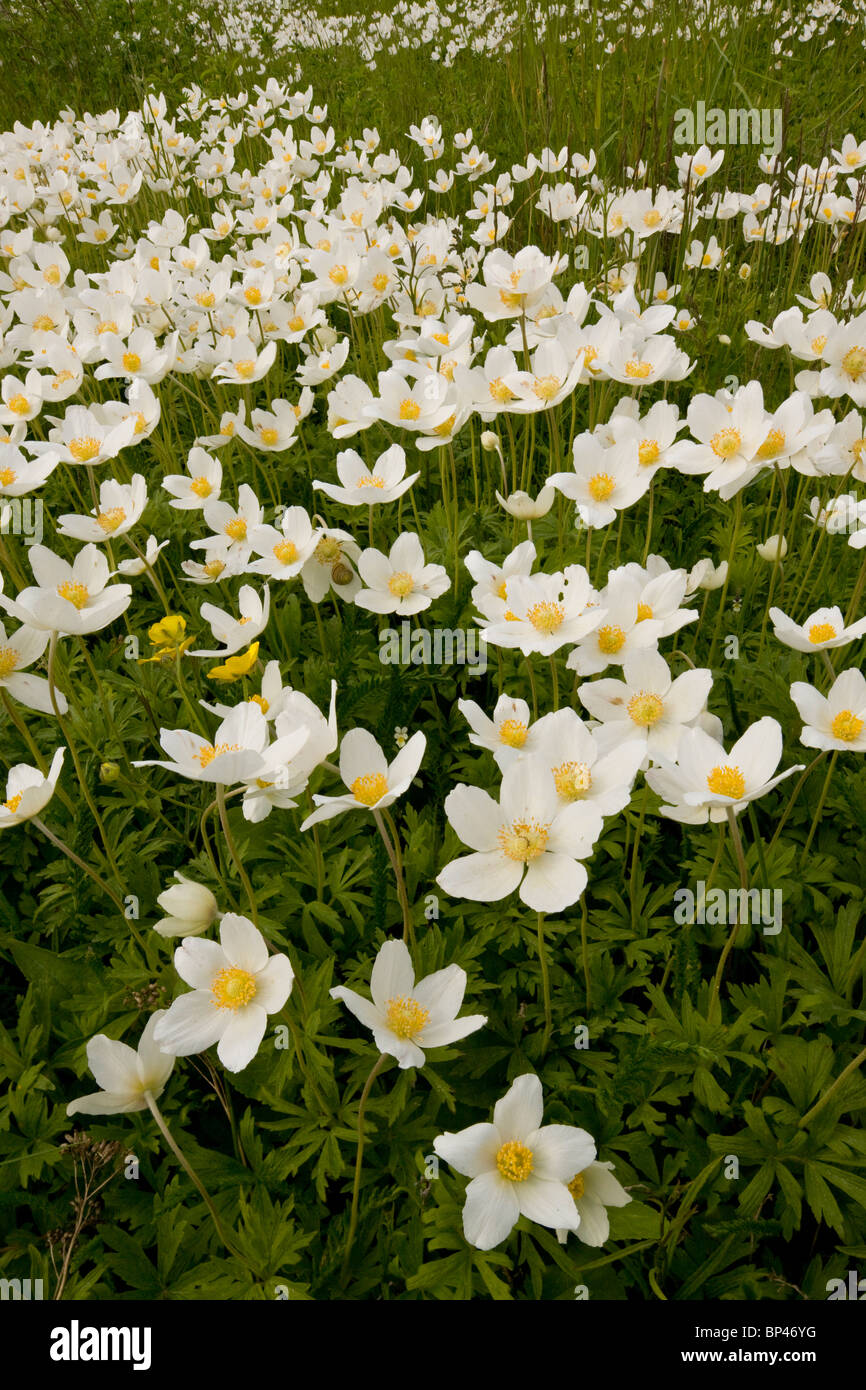 Snowdrop Windflower, Anemone sylvestris in masses on Saarema, Estonia ...