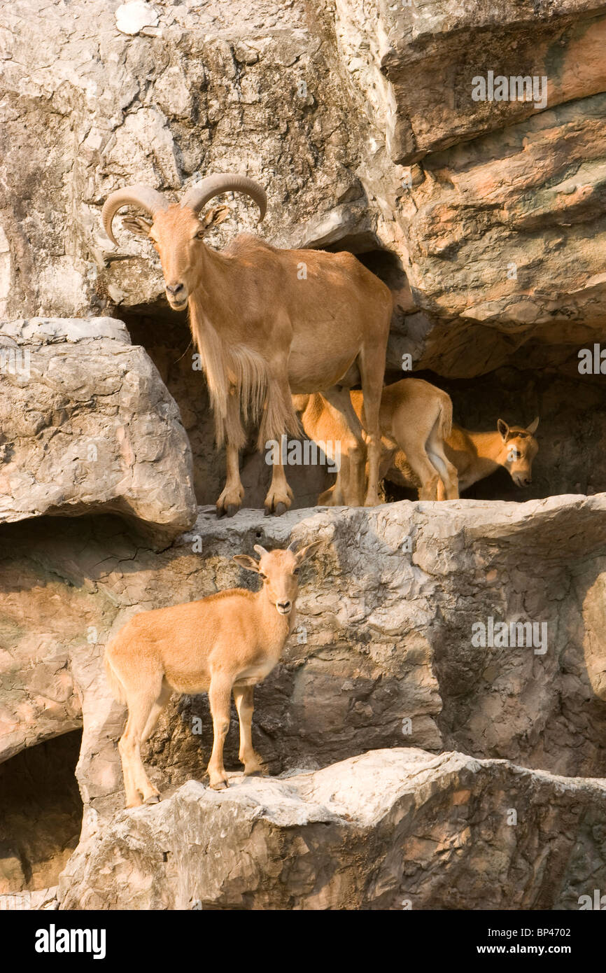 Urial Sheep (Ovis Vignei Stock Photo - Alamy