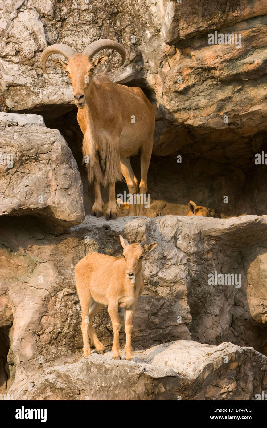 Urial Sheep (Ovis Vignei Stock Photo - Alamy