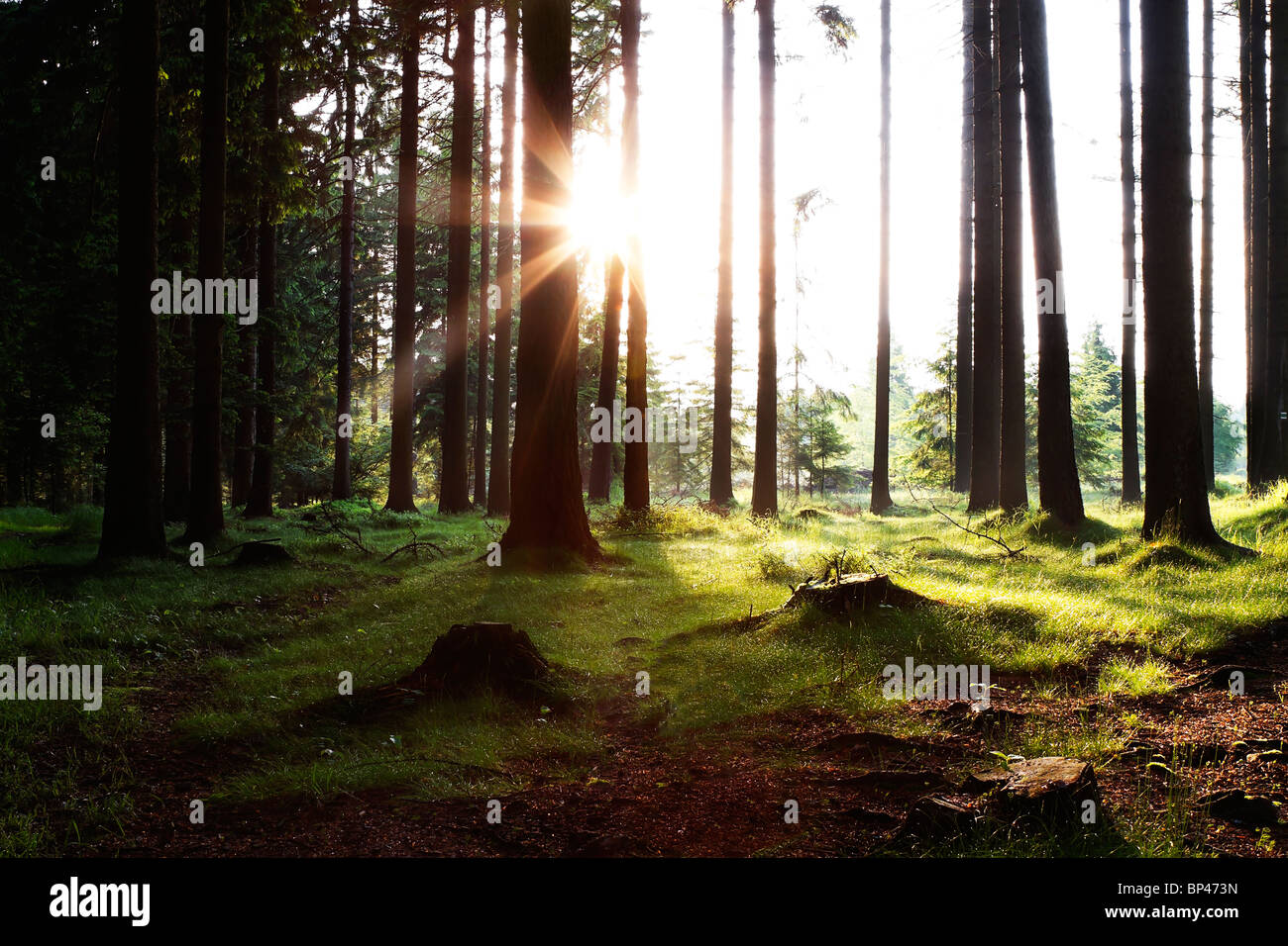sun rising in the woods with sun-ray and green meadow Stock Photo - Alamy