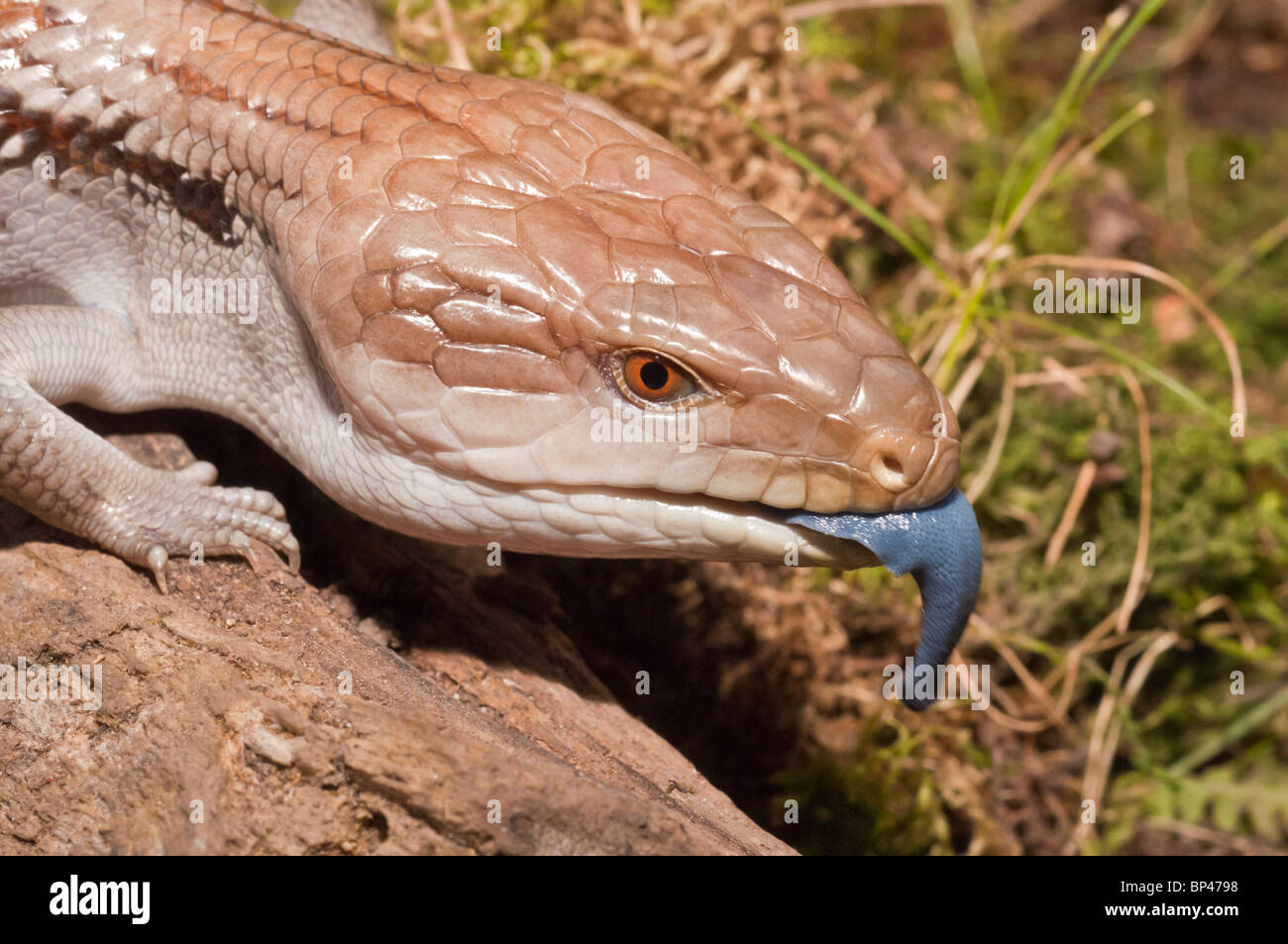 Blue tongued skink, Tiliqua gigas, native to New Guinea and Indonesia ...