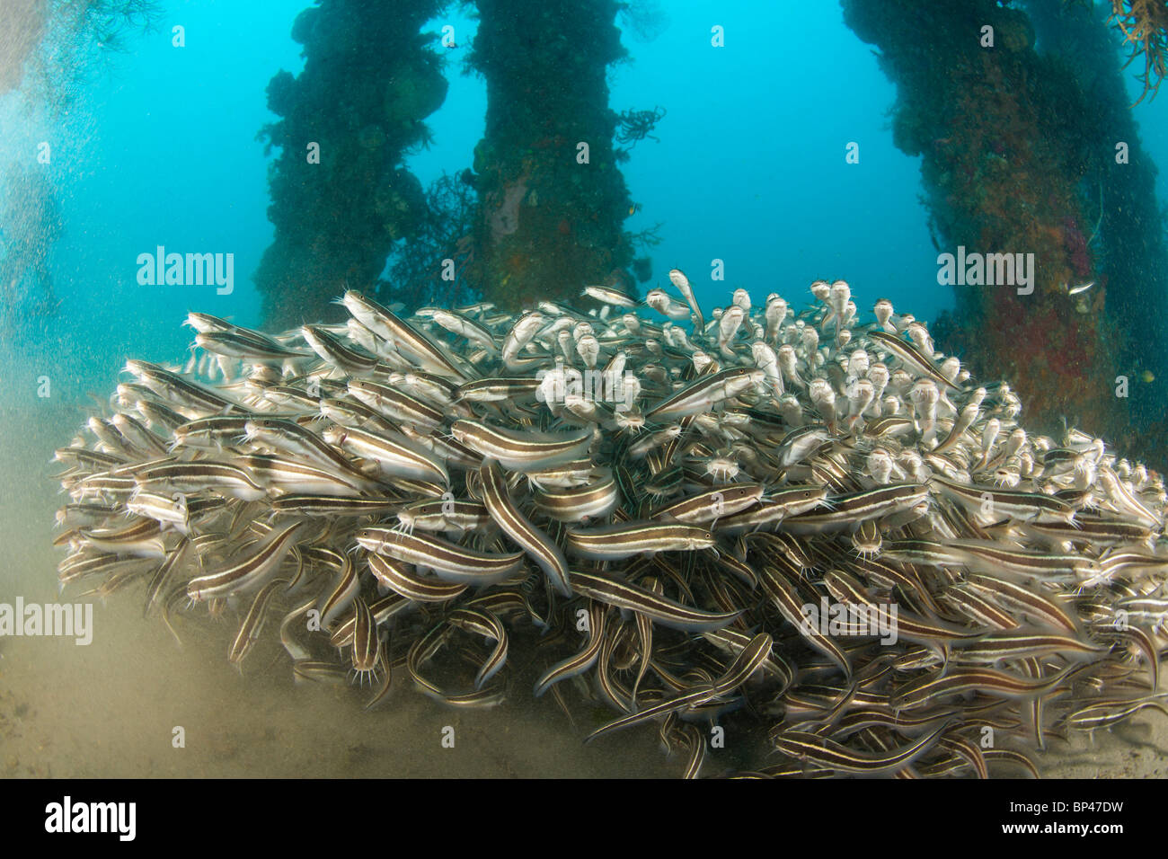 Philippine Catfish High Resolution Stock Photography and Images - Alamy