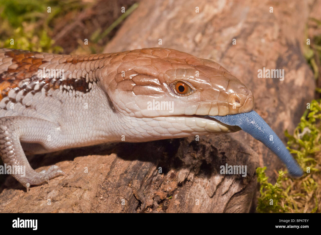 Blue tongued skink, Tiliqua gigas, native to New Guinea and Indonesia ...