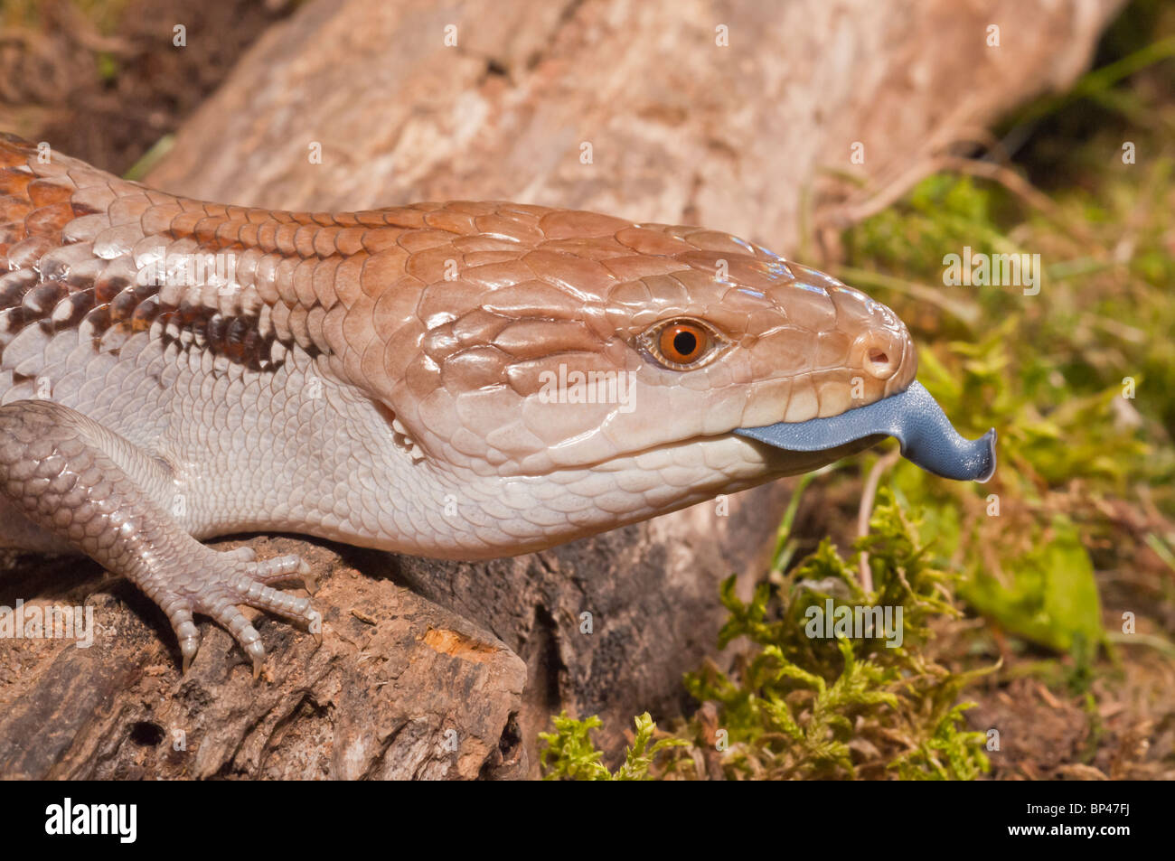 Blue tongued skink, Tiliqua gigas, native to New Guinea and Indonesia ...
