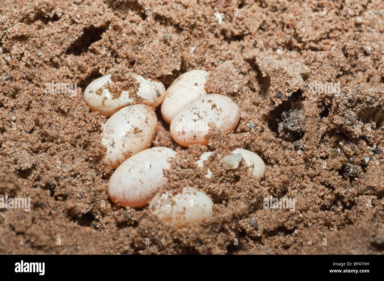 Eggs lizard eggs hi-res stock photography and images - Alamy