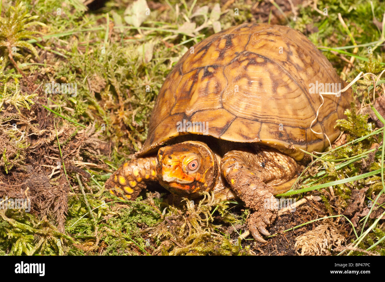 Three toed box turtles hi-res stock photography and images - Alamy
