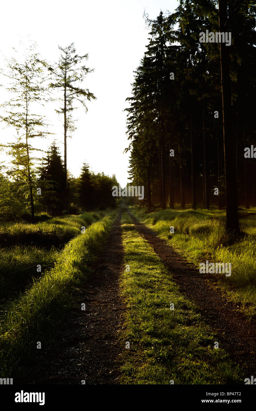 misty path in the woods at sunrise Stock Photo - Alamy