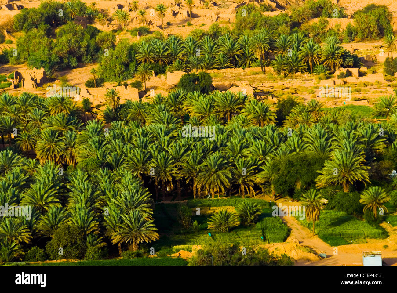 Saudi Arabia, Al-Ula town and oasis, date palm trees Stock Photo - Alamy