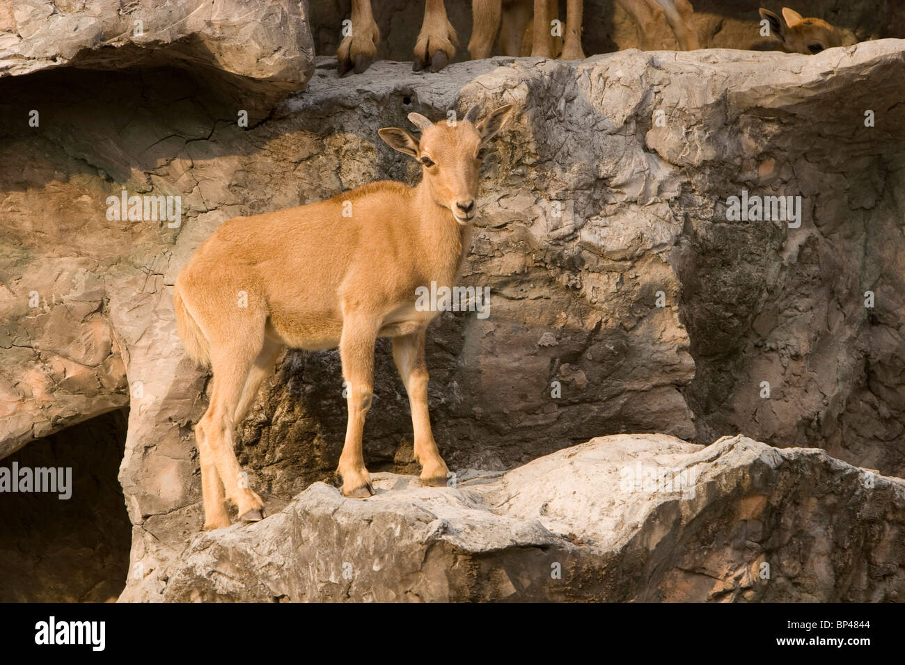Urial sheep hi-res stock photography and images - Alamy