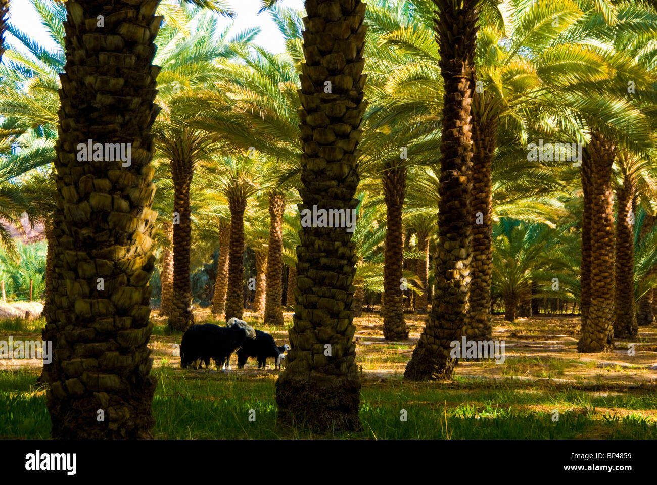 Date Palm Trees In Al Stock Photos & Date Palm Trees In Al Stock Images ...