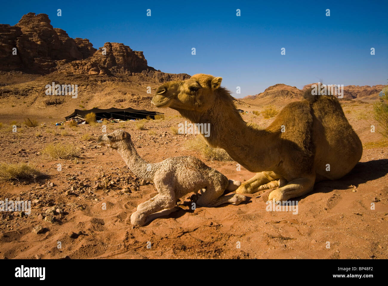 Saudi Arabia, Hisma desert north of Tabuk, two dromedaries (camel and ...