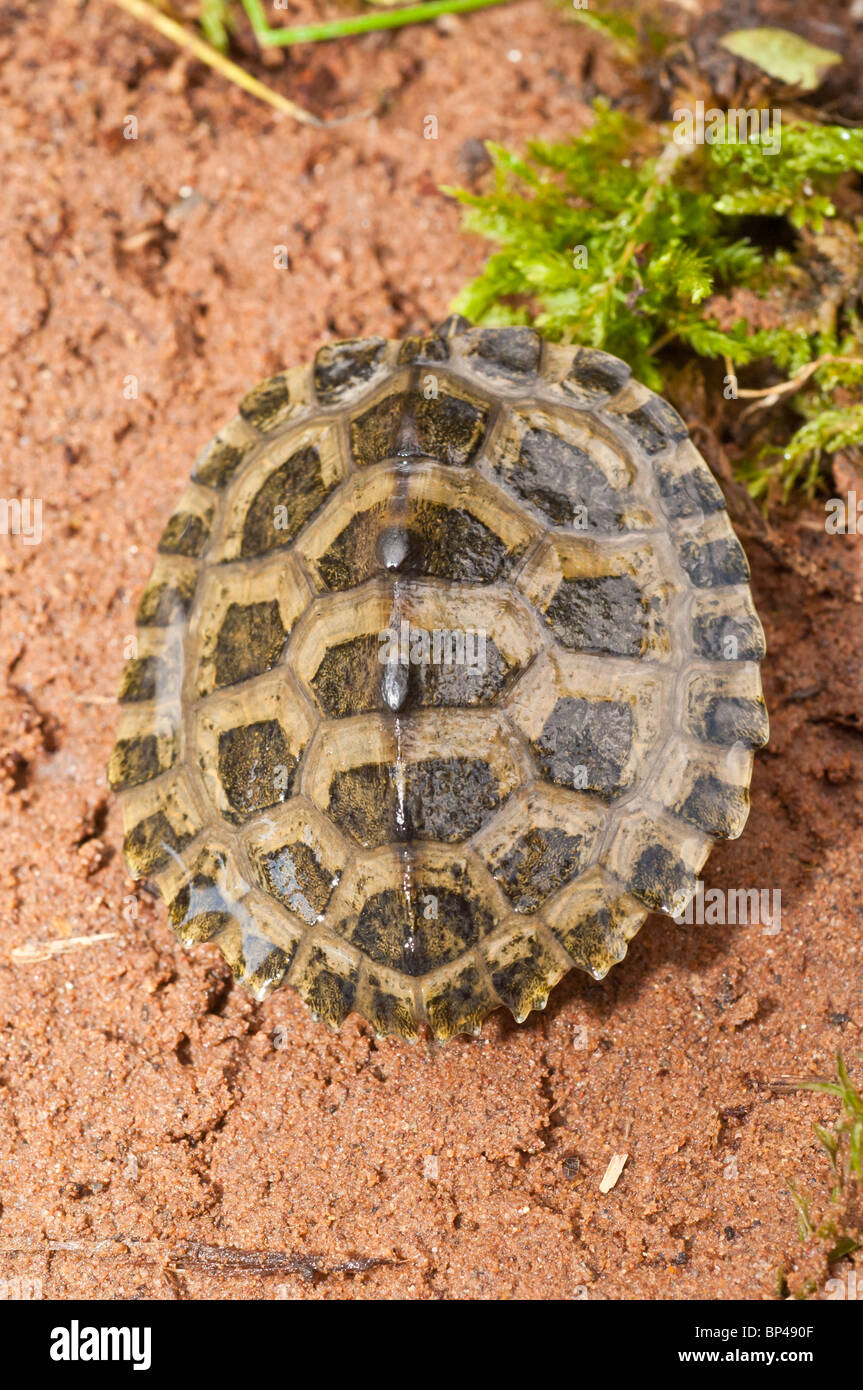 Common (northern) map turtle, Graptemys geographica, native to eastern ...