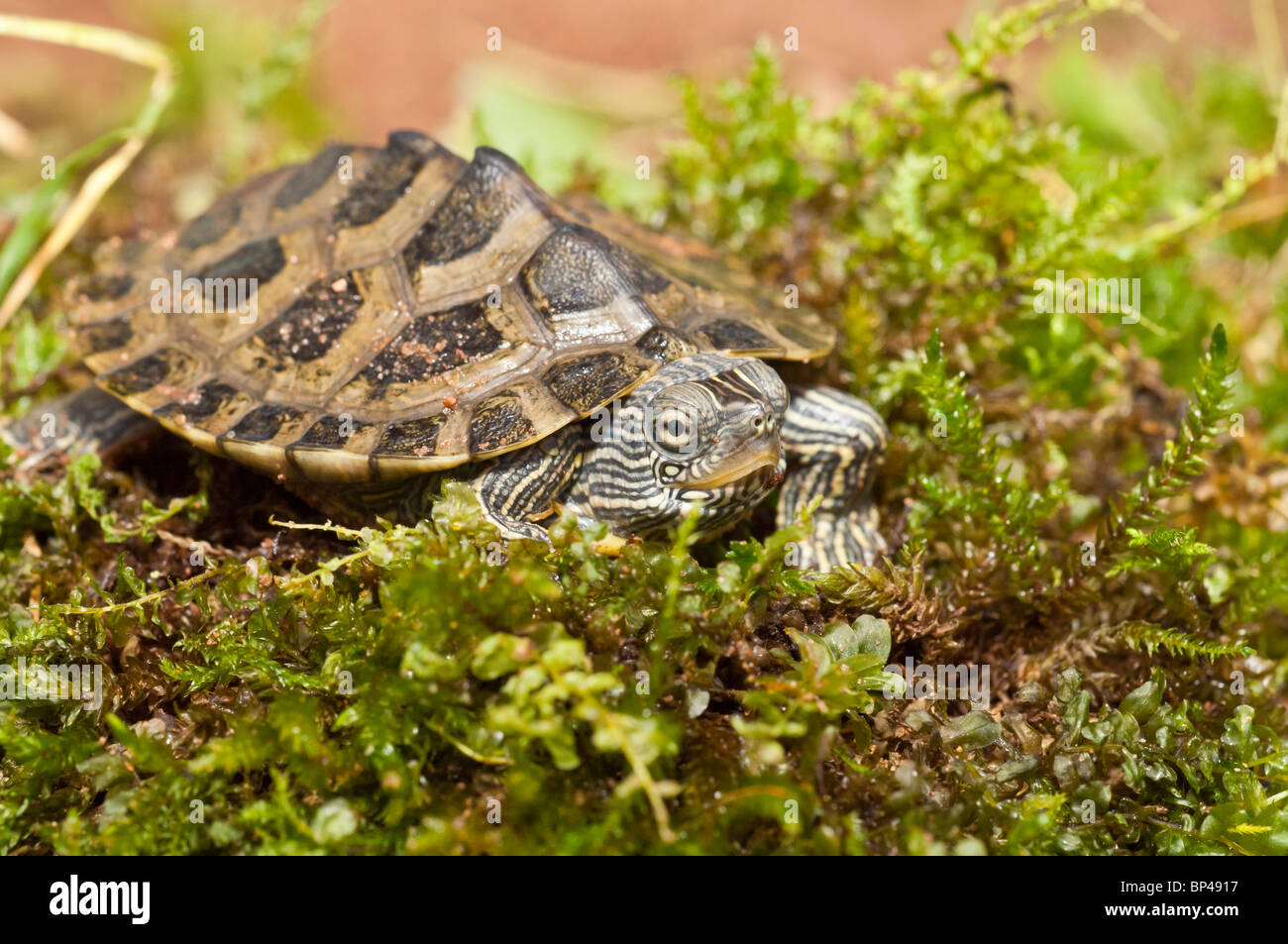 Northern map turtle hi-res stock photography and images - Alamy