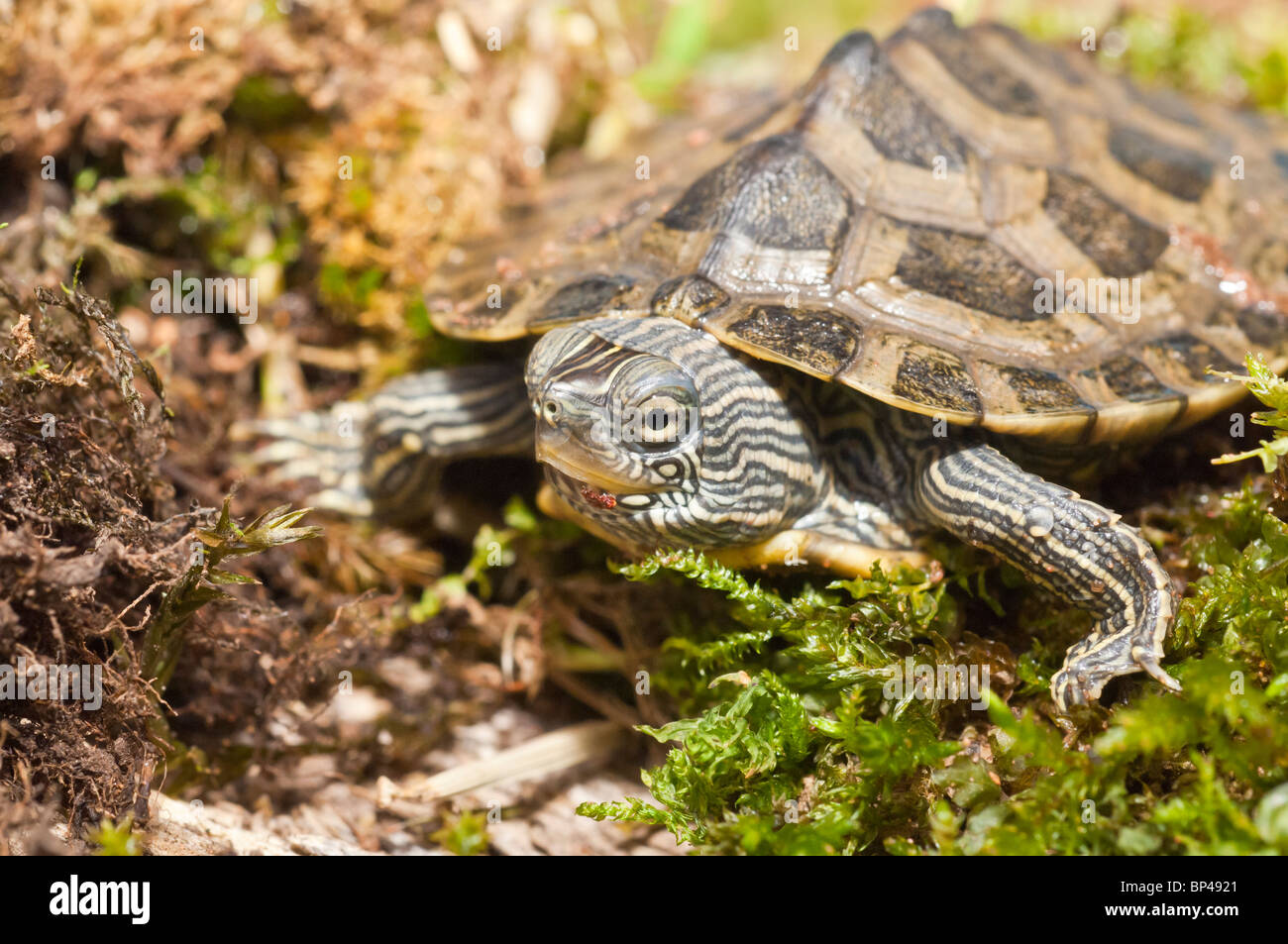 Common (northern) map turtle, Graptemys geographica, native to eastern ...