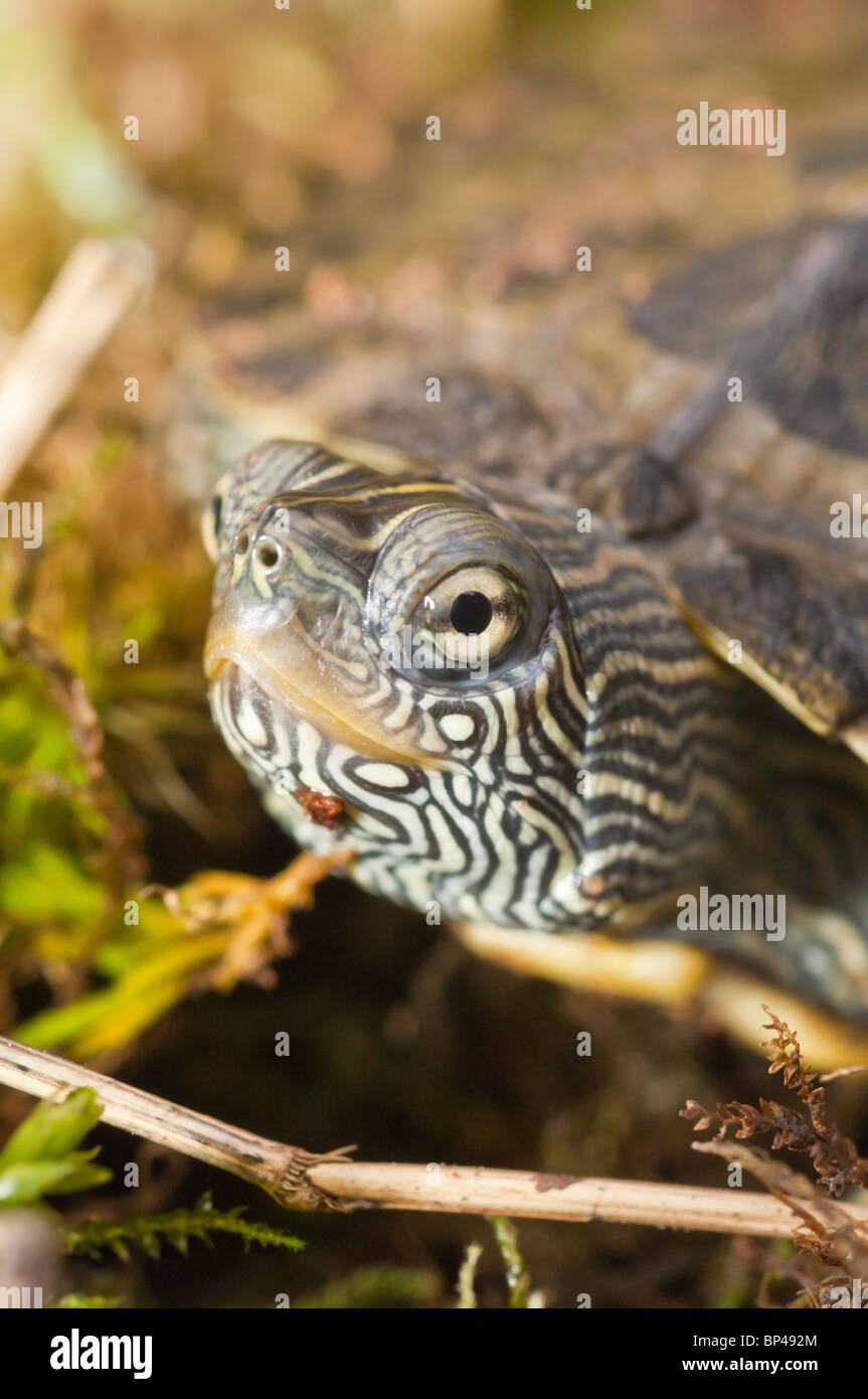Common (northern) map turtle, Graptemys geographica, native to eastern ...