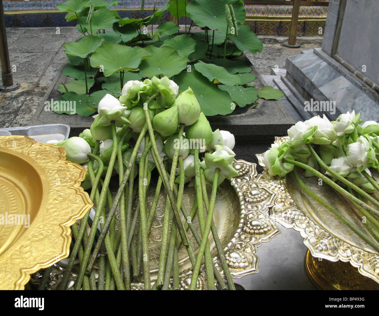 lotus flower offerings on silver platters, Wat Phra Kaew, Bangkok ...