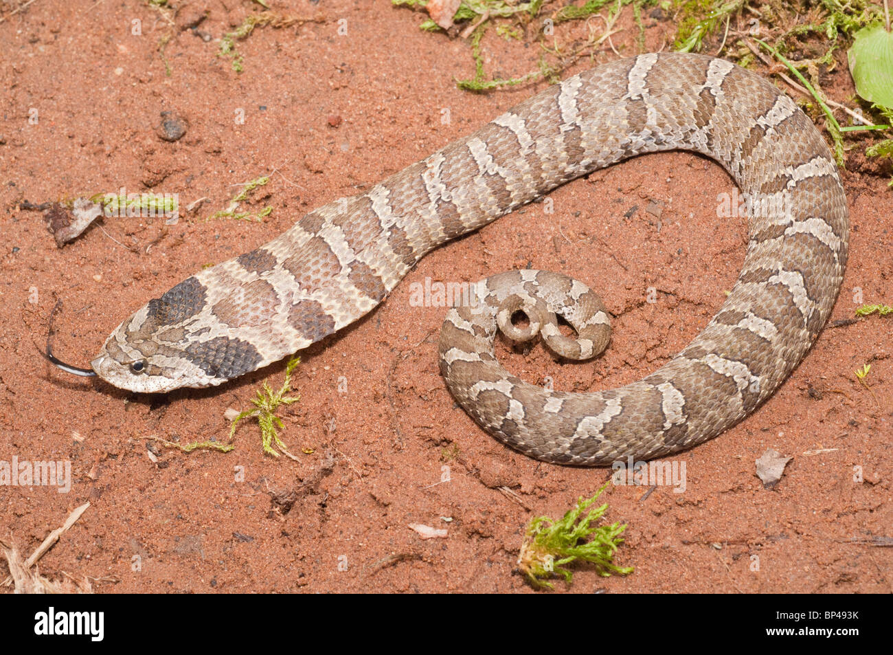 Eastern hognose snake, Heterodon platirhinos, native to eastern North ...