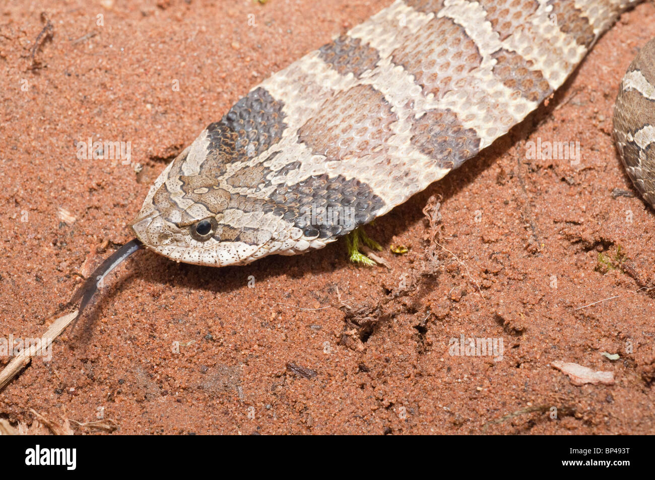 Eastern hognose snake, Heterodon platirhinos, native to eastern North ...