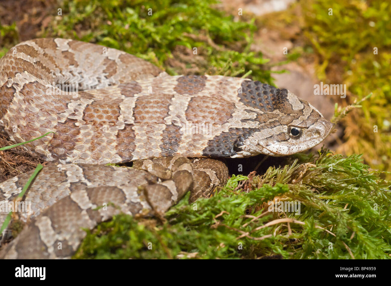 Eastern hognose snake, Heterodon platirhinos, native to eastern North America Stock Photo - Alamy