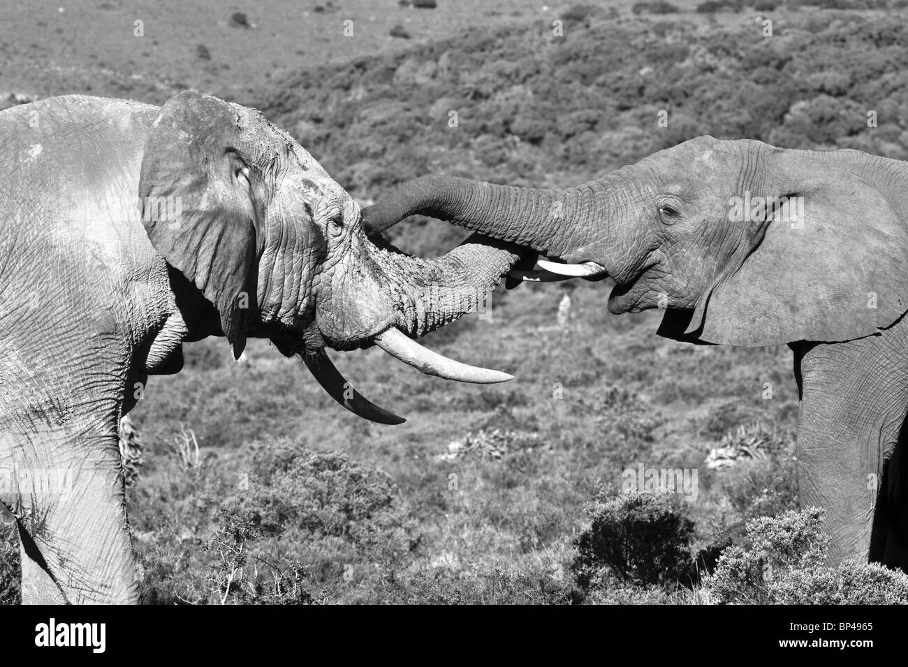 South Africa, Eastern Cape, Addo Elephant National Park, sparring ...