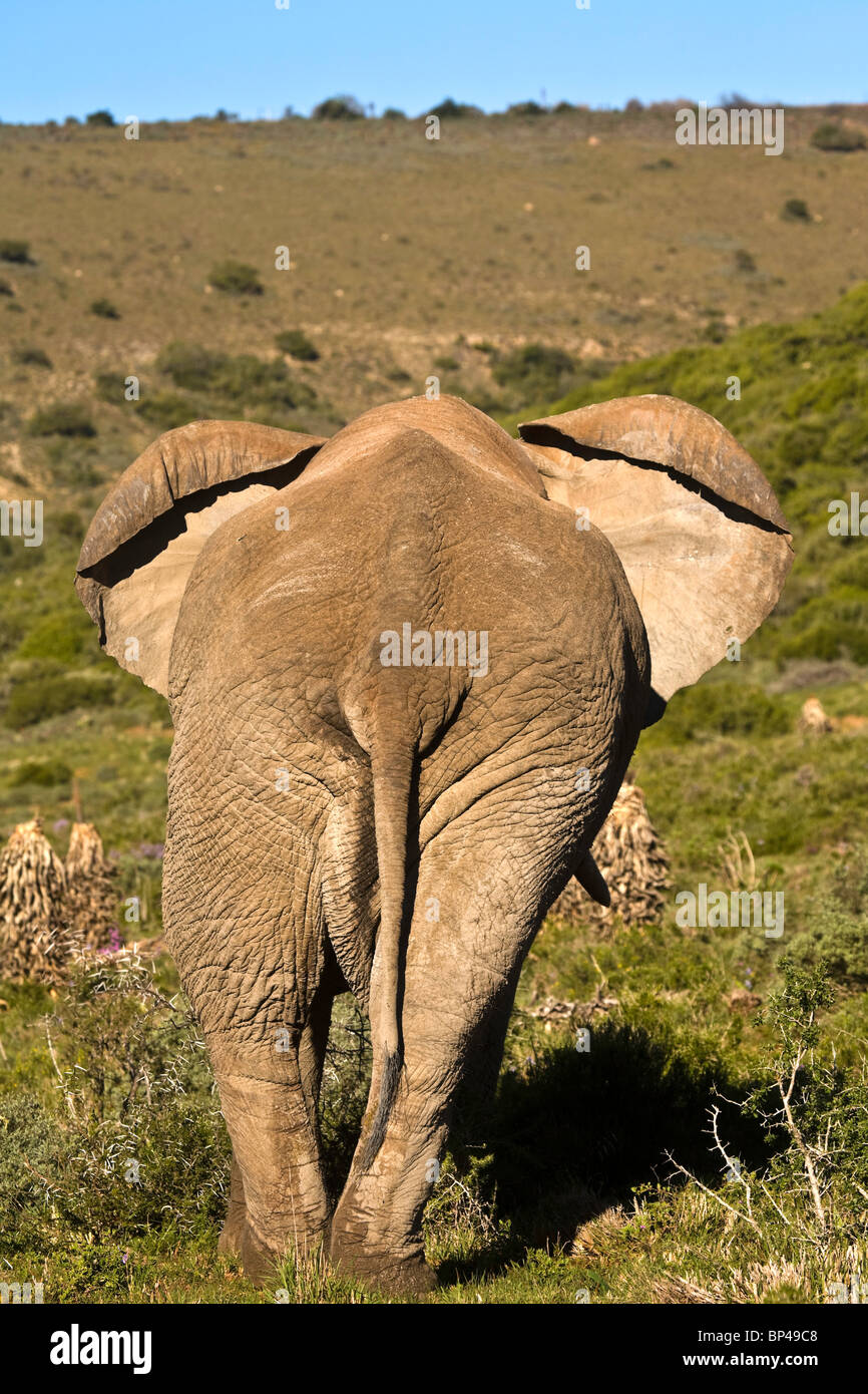 Amakhala hi-res stock photography and images - Alamy