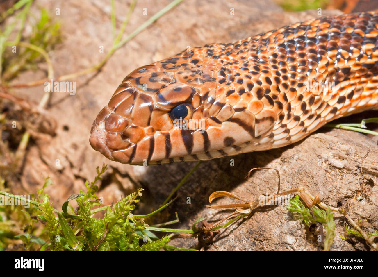 Western Bull Snake High Resolution Stock Photography and Images - Alamy